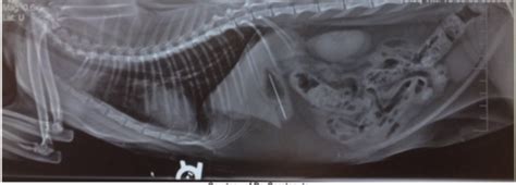 3 APEX Questions Session 14 18 Flashcards Quizlet