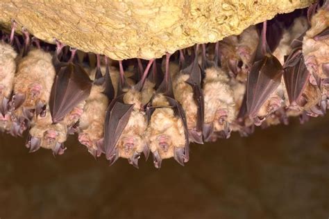 REPRODUCTION De La Chauve Souris