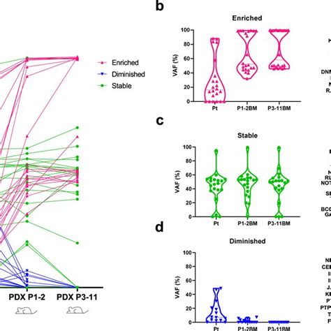 Clonal Selection Occurs In Aml Pdx Models Through Pdx Passaging A Vaf Download Scientific