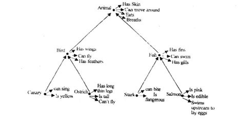 The Hierarchical Network Model Semantic Knowledge ~ Cognitive Psychology