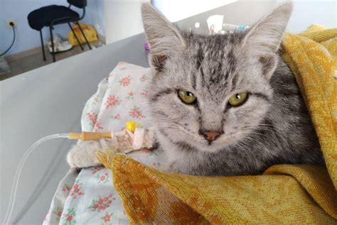 Bazyli Nowy Początek I Szczęśliwe Zakończenie Fundacja Kubusia Puchatka