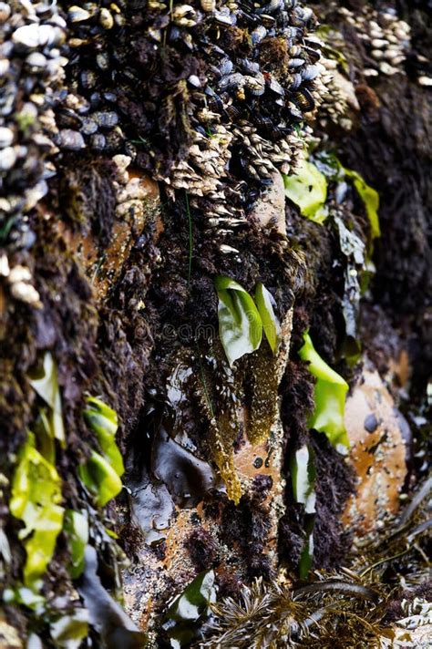 Seaweed Shell Fish And Barnacles Clinging To Rock At Low Tide Stock