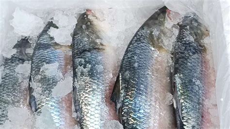 আখাউড়া দিয়ে ভারতে গেল ৪৭২৫ কেজি ইলিশ