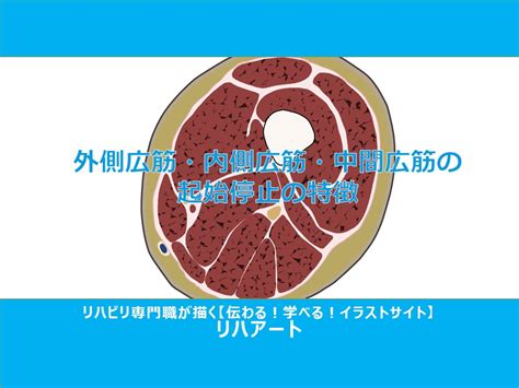 外側広筋内側広筋中間広筋の起始停止と位置の特徴 RehaArt