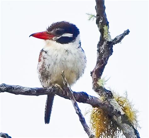 Ebird Checklist 18 Jul 2022 Atén 31 Species