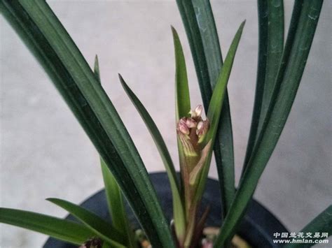 富山奇蝶叶子多长 富山奇蝶兰花 富山奇蝶 第10页 大山谷图库