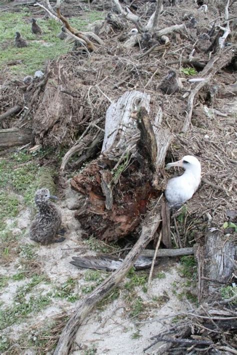 Free Picture Laysan Albatross Chick Bird Phoebastria Immutabalis