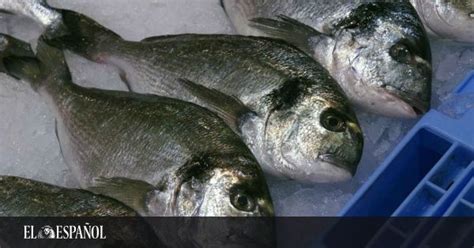 Mercurio En El Pescado éstas Son Las 13 Especies Más Seguras Para