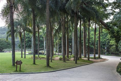 仙湖植物园图片浏览 仙湖植物园图片下载 酷吧图库