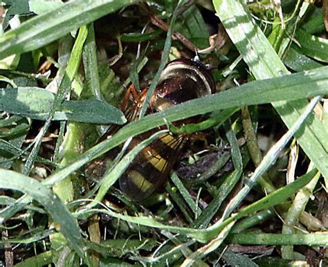 Interesting Eupeodes Latiafsciatus Behavior Eupeodes Fumipennis