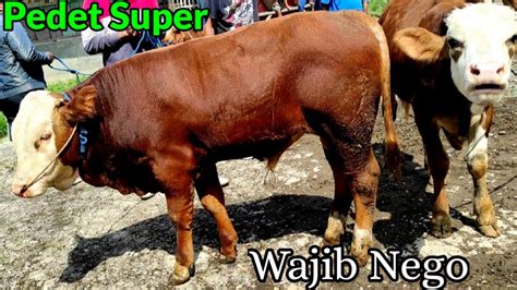 Beli Pedet Super Biar Murah Wajib Nego Pasar Glenmore Banyuwangi Jatim Youtube