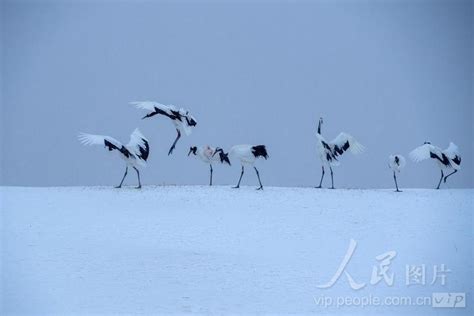 黑龙江齐齐哈尔：丹顶鹤在风雪中嬉戏 人民图片网