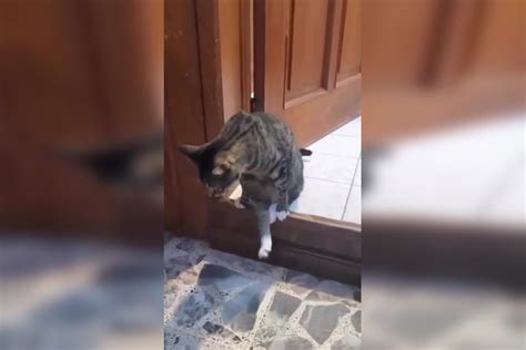 成精了，竟然会这么坐！ 萌宠部落格 夏日萌宠清凉趴