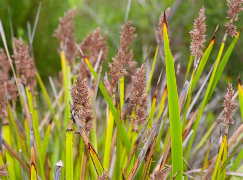 Coastal Sword Sedge • Rewild Perth