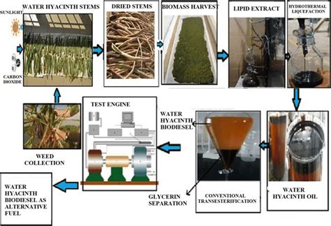 Water Hyacinth Diagram