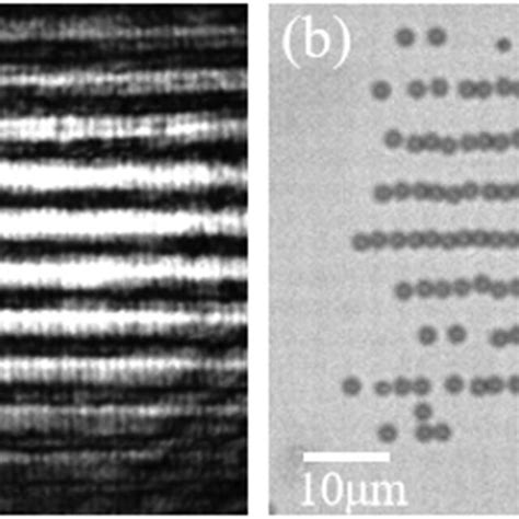 Optical Trapping Of Polystyrene Spheres By Using Fringe Optical Field Download Scientific