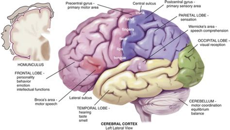 Chapter Neurologic System Flashcards Quizlet