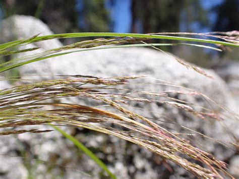 Agrostis Scabra Rough Bentgrass Rough Bentgrass Growing Flickr