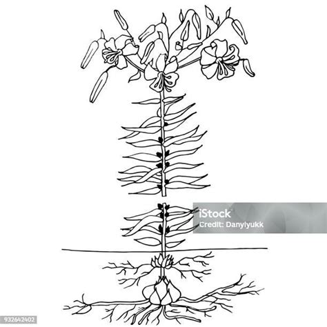 잉크 스케치 나리속 식물 새싹 꽃 잎 전구 전구 주식 벡터 일러스트 레이 션 웹에 대 한 공기 0명에 대한 스톡 벡터 아트 및 기타 이미지 Istock