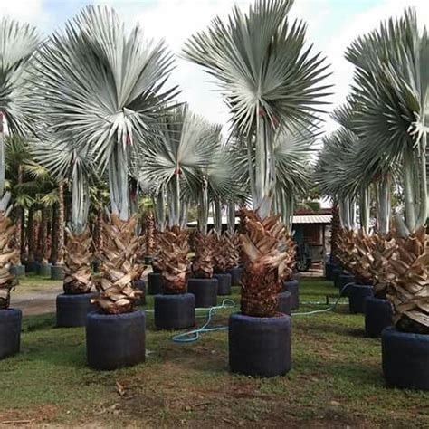 Aneka Jenis Palem Hias Dan Harga Pohon Palem Garden Style
