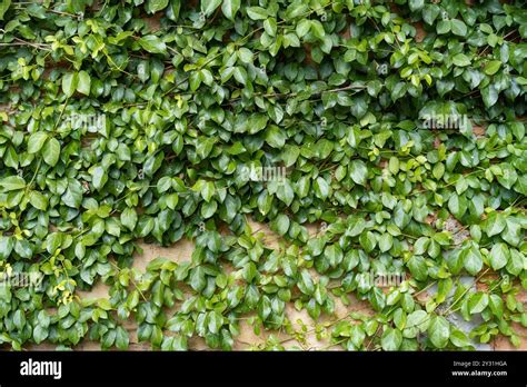 Greenery Climbing Plant Growing On Antique Brick Wall Old Brown Brick