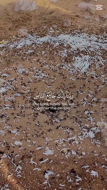 Al Quran Shortsfeed Quran Quranrecitation Reels Ytviral Shorts