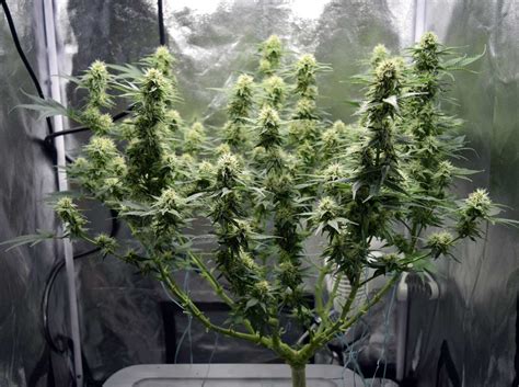 What Are The First Signs Of Flowering Stage Outdoors The Seed Pharm