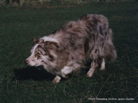 Sadghyl Pip Me To Comebye Littermates Border Collie Pedigree Database