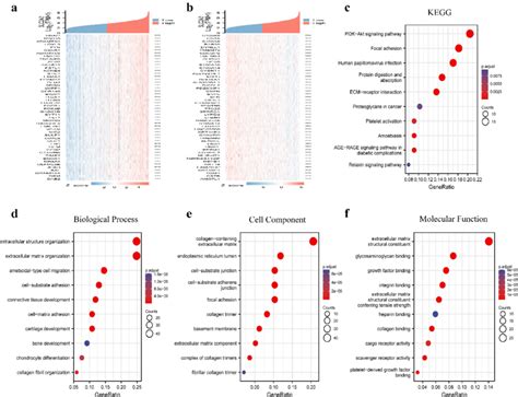 Enrichment Analysis Of The Slc2a3 Gene Coexpression Network In Hnsc