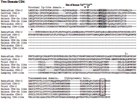 Multiple Alignment Clustalw Of Deduced Amino Acid Sequences From