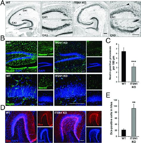 Hippocampal Lamination Defects In Adult Itsn1 Ko Mice A Nisslstained