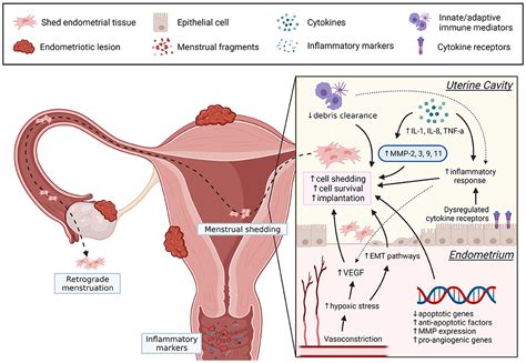 Uterine Wall Shedding During Period