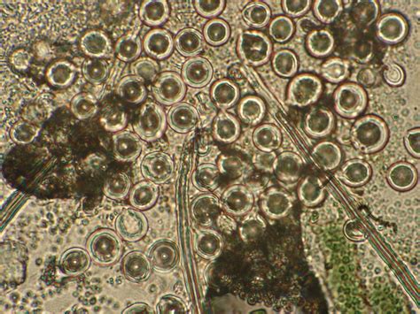 Sustainable Mycology Aspergillus Nidulans