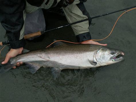 How Much Do King Salmon Weigh A Detailed Look At Estimating And