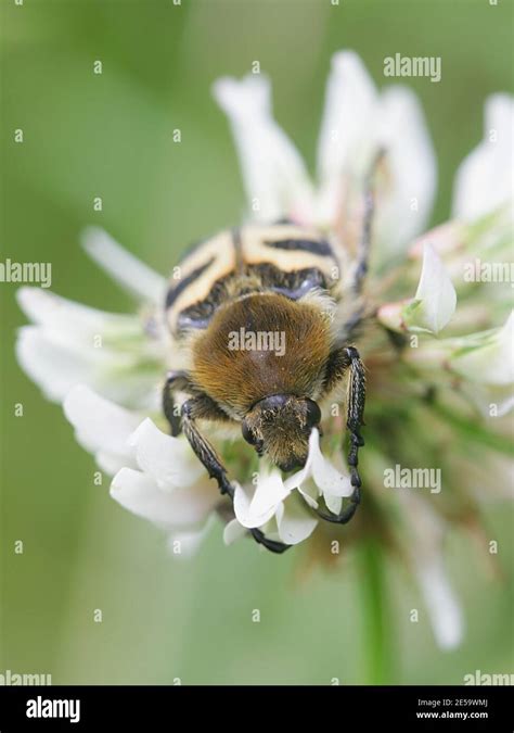 Bee Beetle Trichus Fasciatus Mimicking Bee An Example Of Batesian