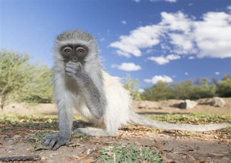 Two Charged For Mutilated Monkey Genitals In Disturbing Animal Cruelty