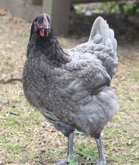 Chickens Pen Y Bryn Poultry Pyle