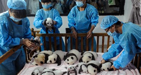 Panda Daycare Is Fighting To Protect One Of The Worlds Most Adorable
