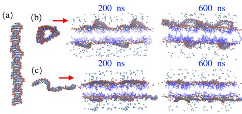 Structures Of PolyA A Structure Visualized From The Papers By N Download Scientific Diagram