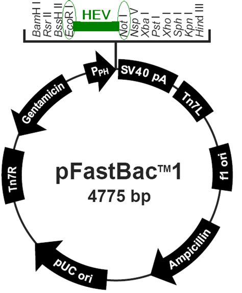 Pfastbac Containing Orf2 Sequence Download Scientific Diagram