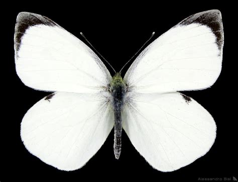 Pieris Brassicae Papilionea