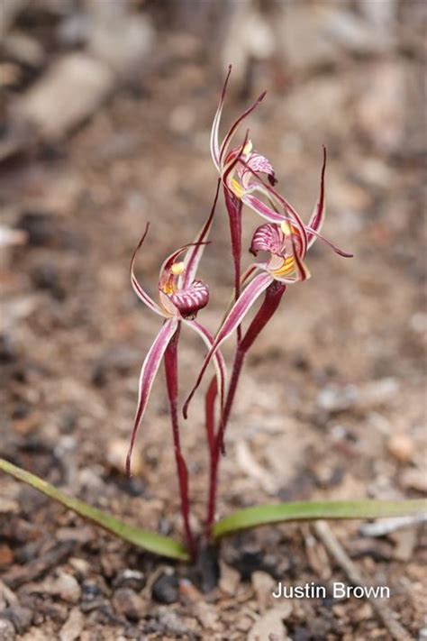 Caladenia Sigmoidea