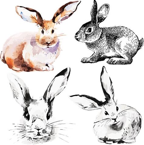 81 000 Dessin De Lapin Stock Illustrations Graphiques Vectoriels