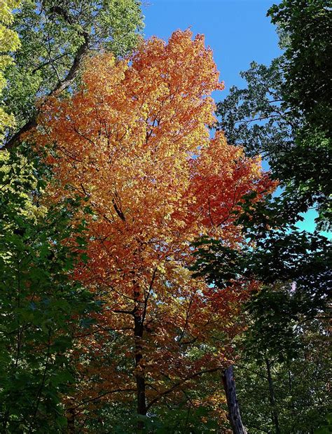 Fall Maple Tree Uw Arboretum Madison Wi 3 Photograph By Steven