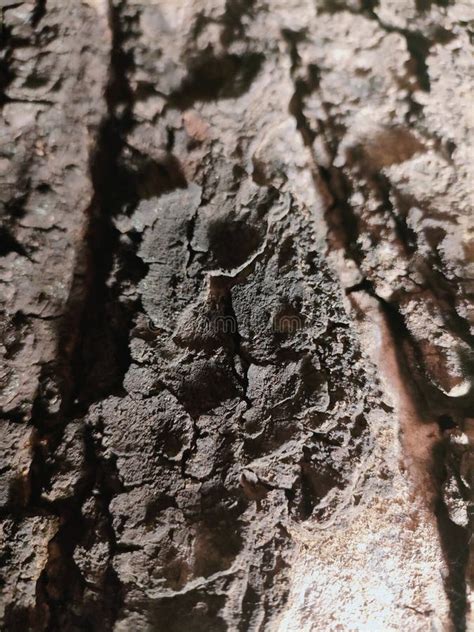 Skin Of Old Tree Stock Image Image Of Kulit Pohon 276910953