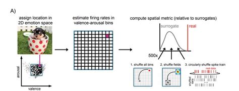 Clara Louise L On Linkedin Neurons In The Human Entorhinal Cortex Map Abstract Emotion Space