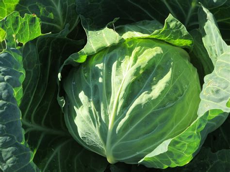 April 1 3 2024 A Leaf Inside A Leaf Inside A Leaf Inside A Leaflet Chubeza