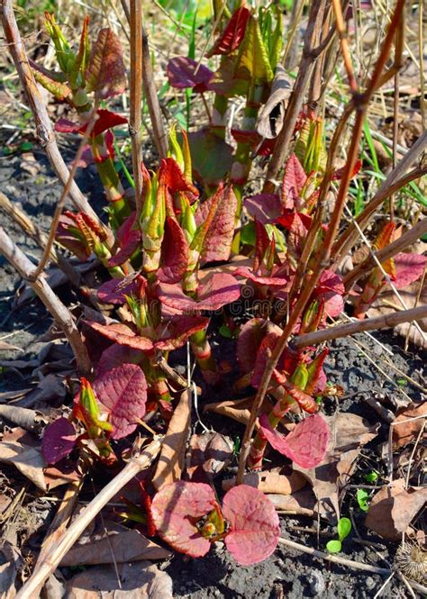 Reynoutria Japonica Common Names Include Japanese Knotweed And Asian