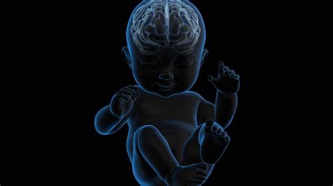 When Does Brain Development Begin Zero To Three