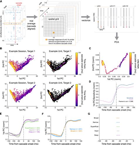 Widespread Receptive Field Remapping In Early Primate Visual Cortex
